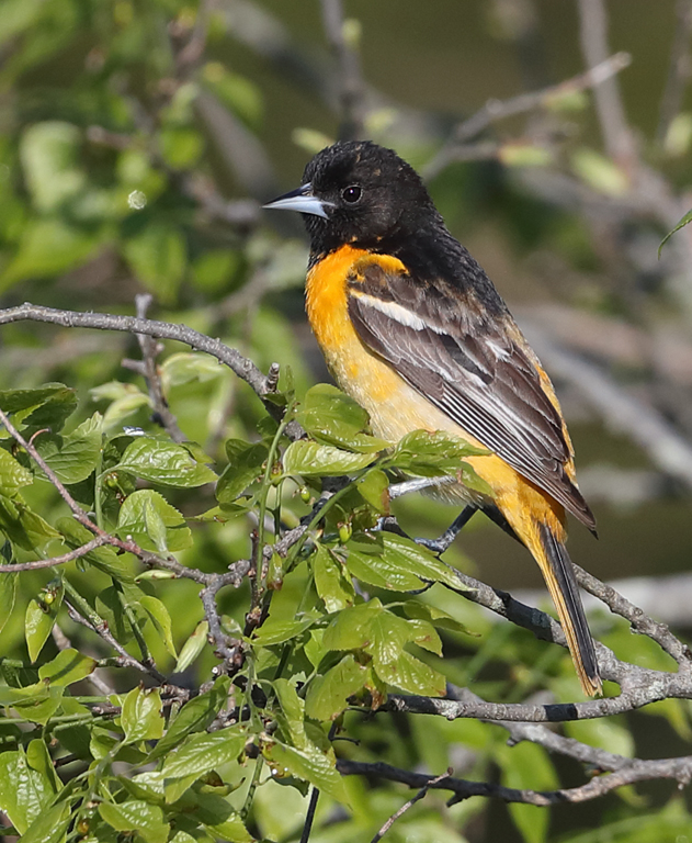 See What I See: Ocean City NJ wildlife -small birds