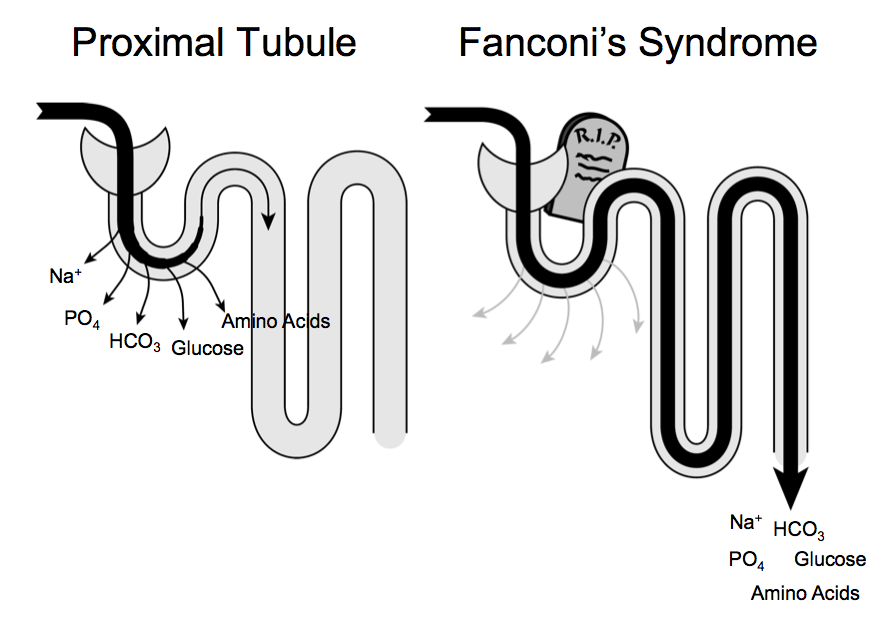 USMLE COMLEX Study Guides : First Aid Renal Physiology Part ll