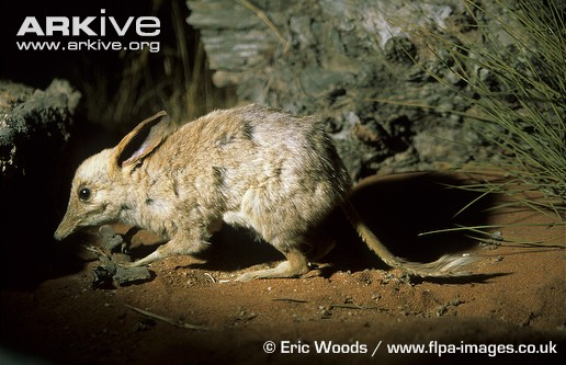 Mamíferos do Mundo: Família Chaeropodidae