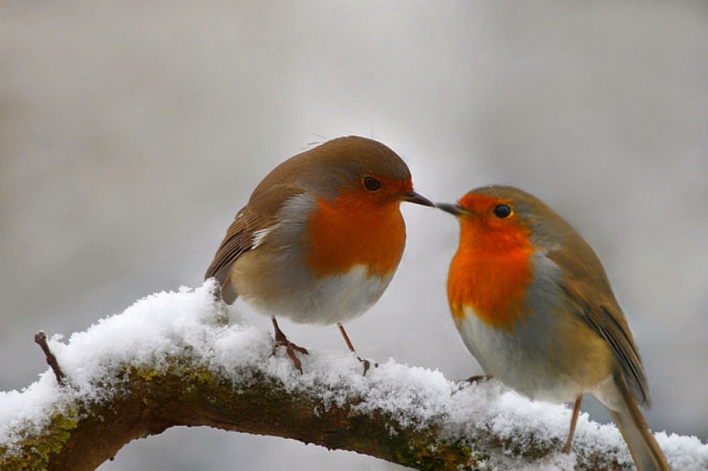 Critter Sitter's Blog: Birds in Snow