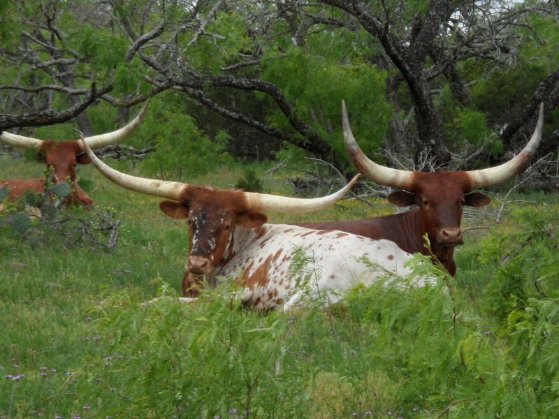 Travel Bug: RV + River + Ranch = Roaming