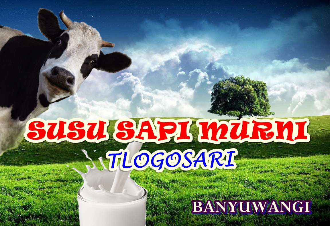 Juragan susu sapi asli: JUAL SUSU SAPI ASLI - SOLO | 08563719900