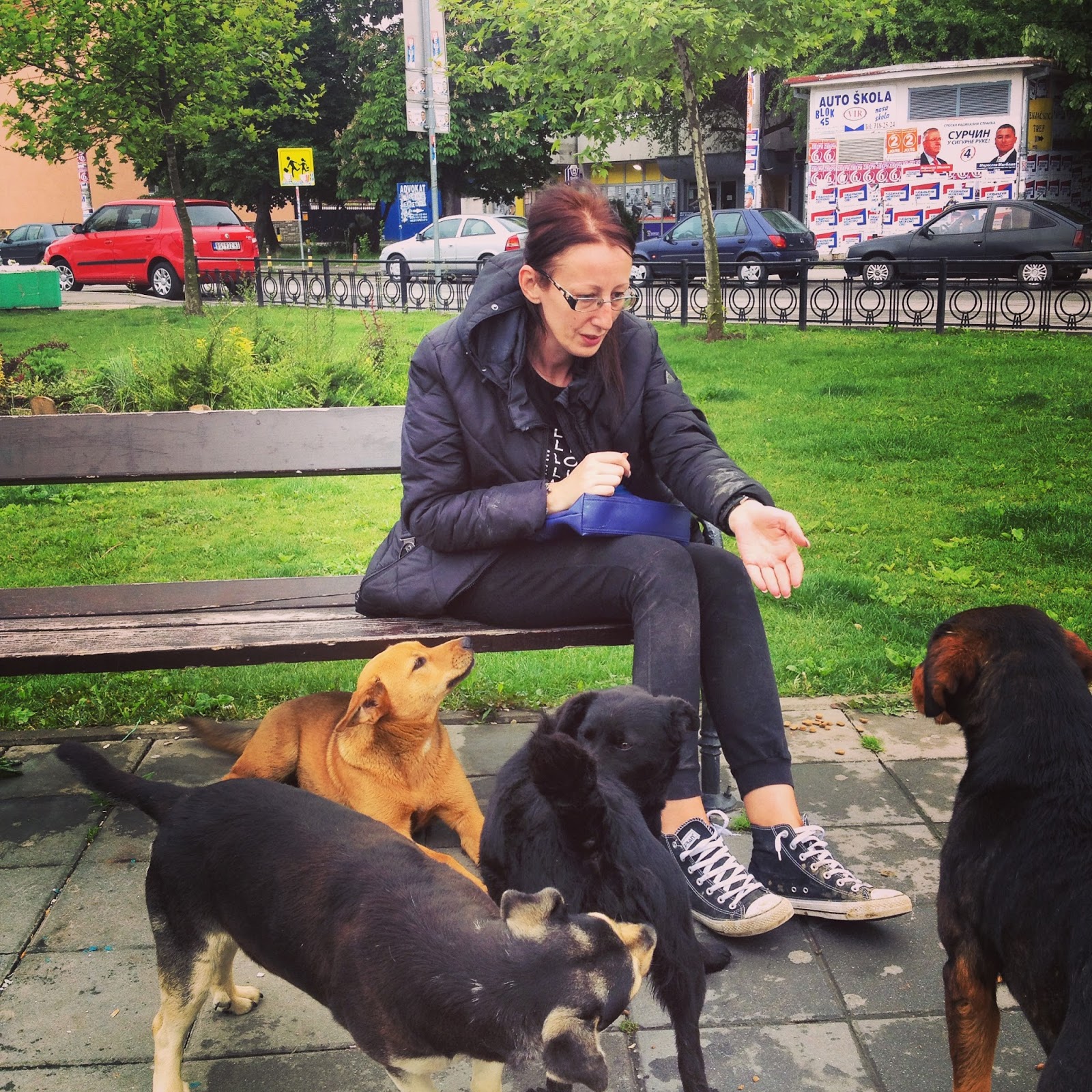 Pound Dogs Toronto Animal Services - dog adoption - animal shelter