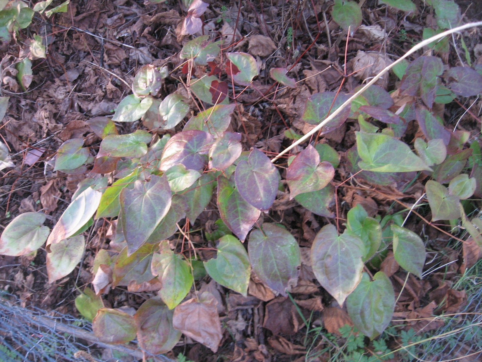 Weeding on the Wild Side: Enduring Evergreen Ground Covers