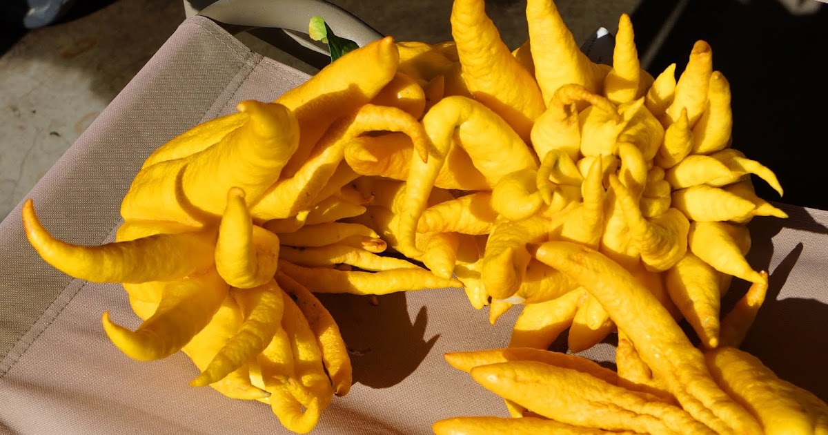 MAD MEAT GENIUS: BUDDHA"S HAND CANDY