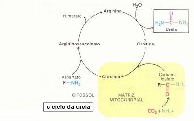 Rosana Bem: Ciclo da Uréia - eliminação da amônia