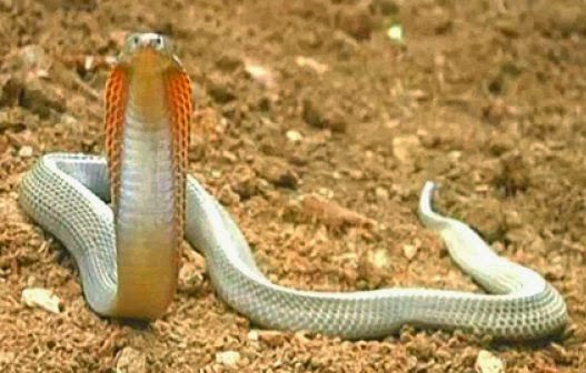 Philippine Cobra