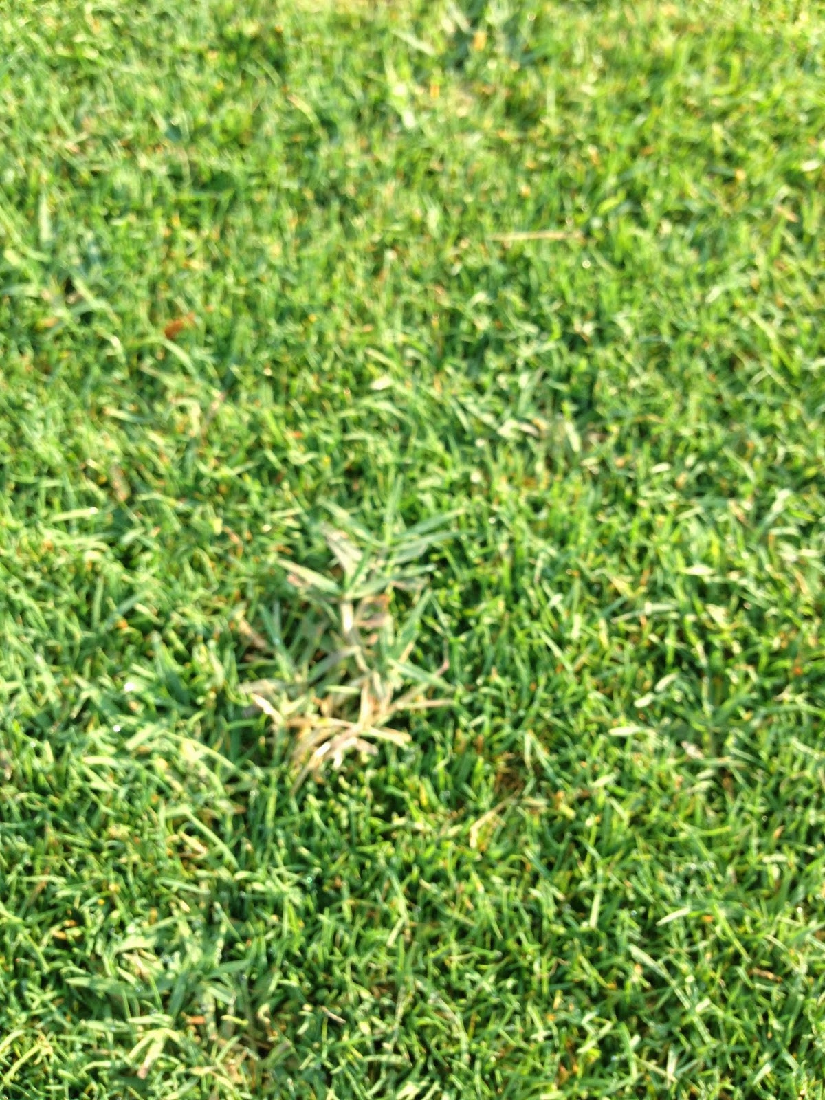 Springfield Golf & Country Club Turf Care: July 2014