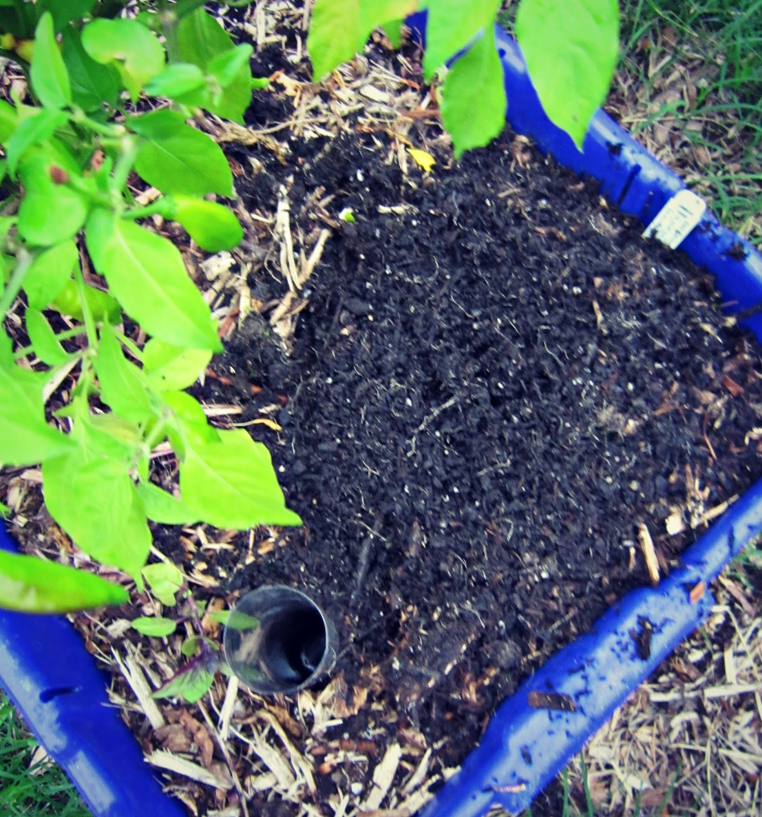 DIY Sub Irrigated Planters (SIP)