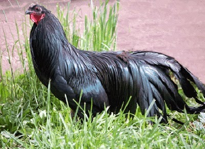 Los gallo de juego sumatra gallos con un bello estándar y son muy boladores