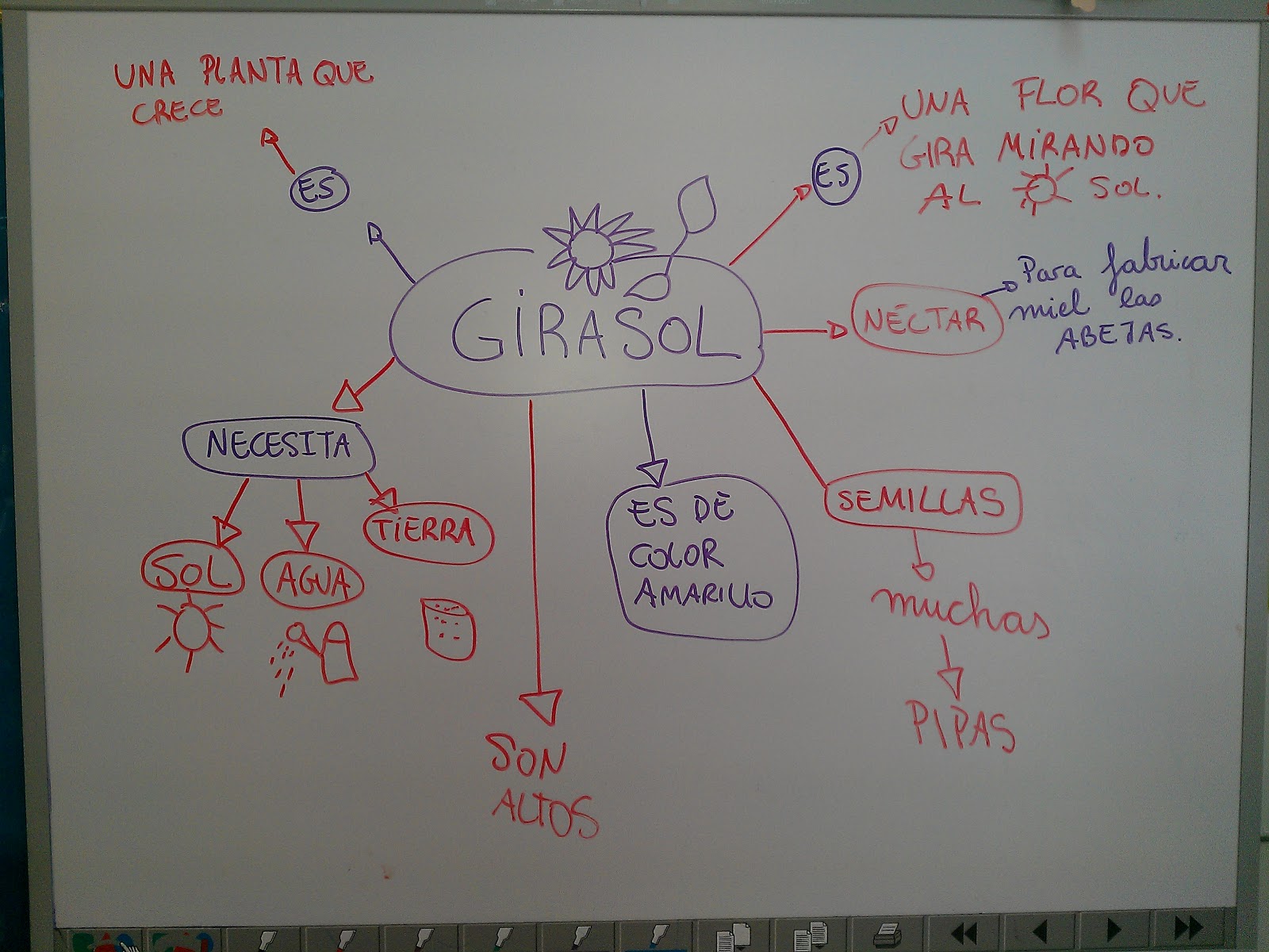 EL RINCON DE LA MAESTRA: COMENZAMOS UN NUEVO PROYECTO: EL GIRASOL EL RINCON DE LA MAESTRA: COMENZAMOS UN NUEVO PROYECTO: EL GIRASOL