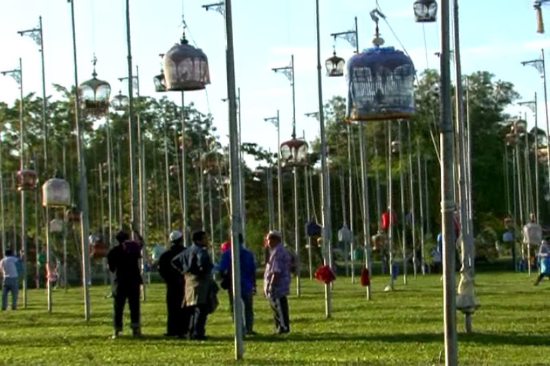 Joy in Thailand: Asean Java Dove Songbird Contest a Yala