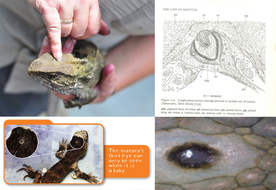 LA CIENCIA DE LA VIDA: Ten Shin Han, el tuátara