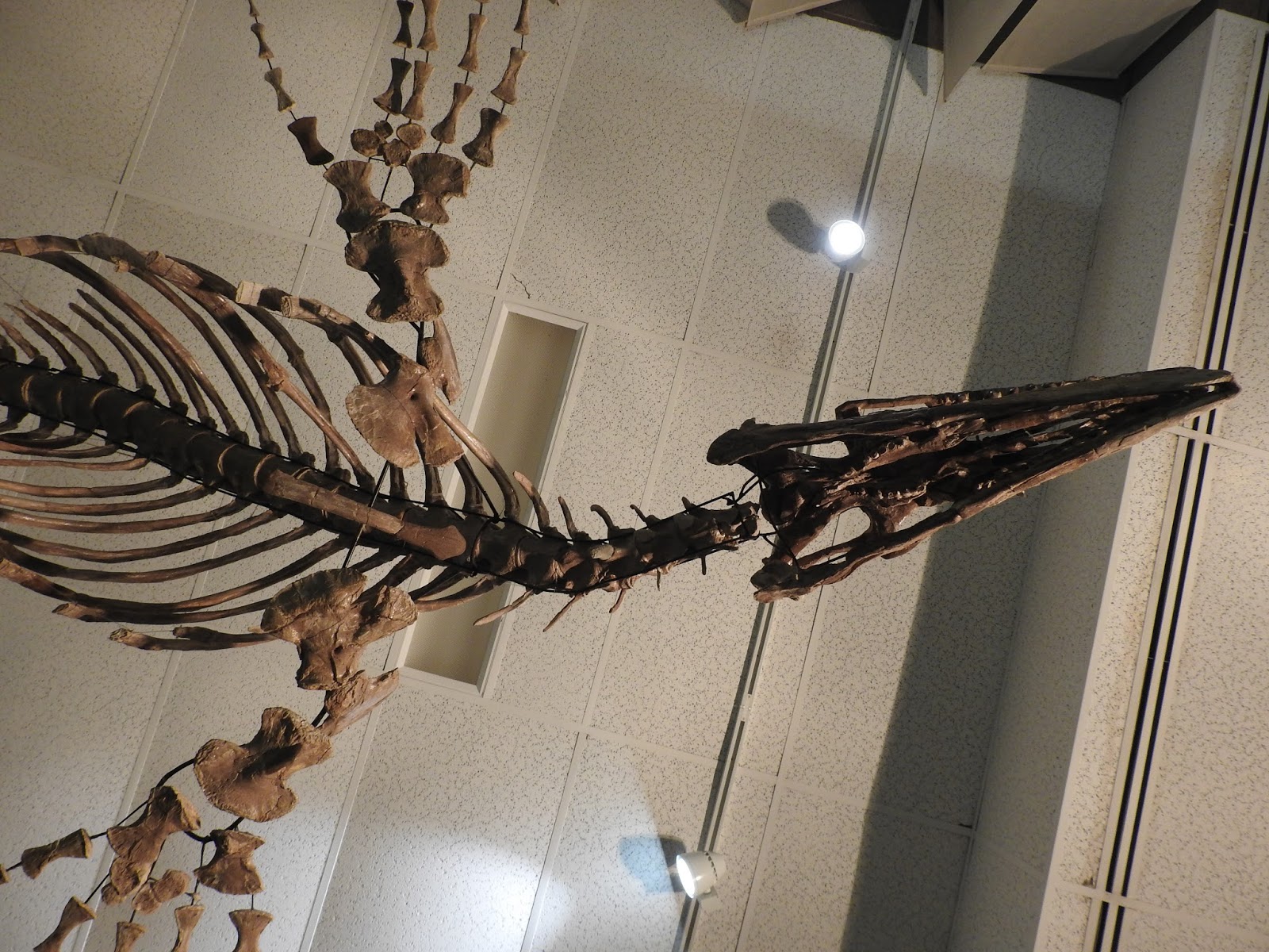 BONE ROOMS: University of Wisconsin Geology Museum
