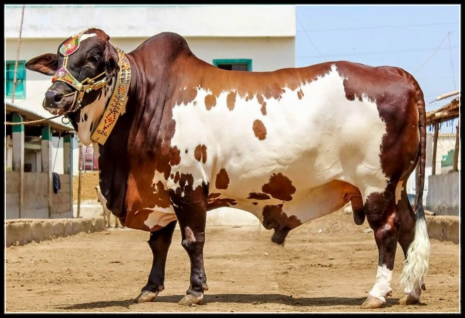 Cow Mandi 2015 Karachi Pakistan Shehar e Karachi News Islam Recipe cow-mandi-2015-karachi-pakistan-shehar-e-karachi-news-islam-recipe