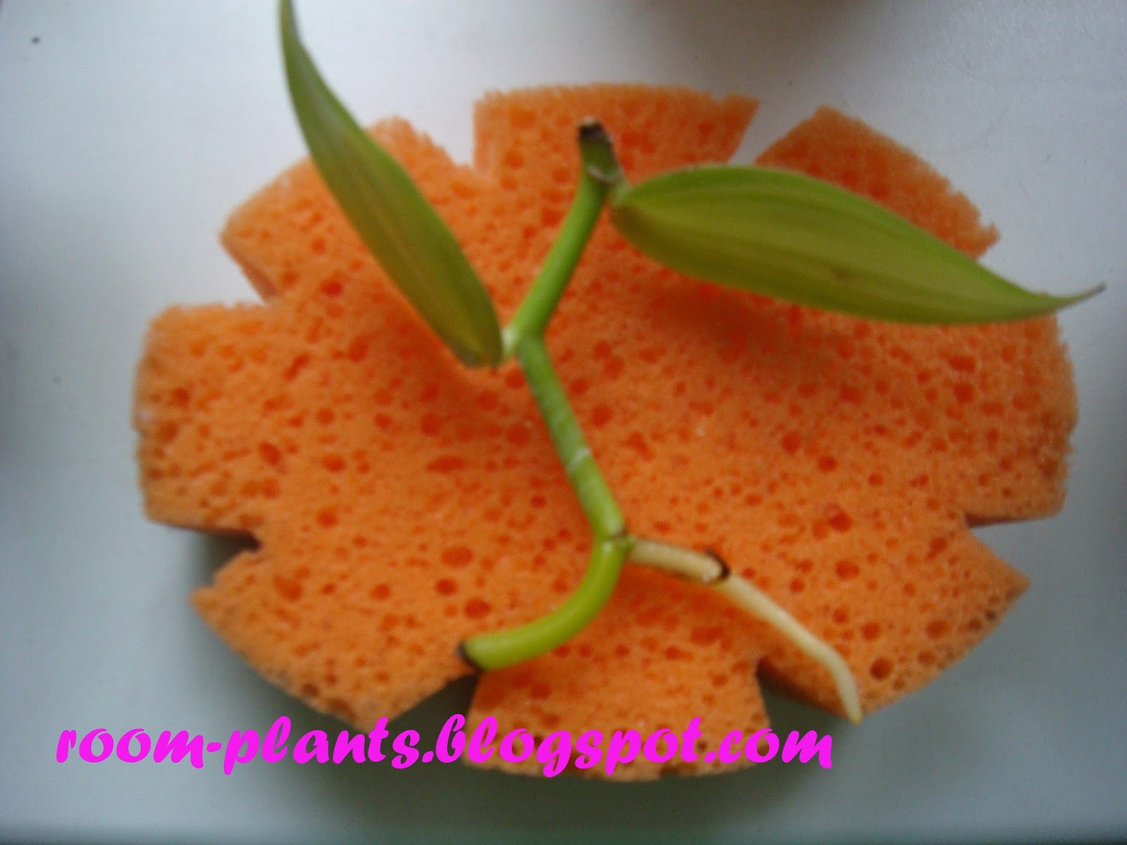 Plant's the soul of your flat: How to root a vanilla orchid: Let's grow ...