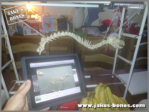 How to re-articulate a fox skeleton: part one : Jake's Bones