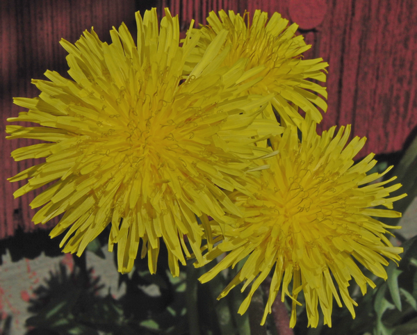 Karins foto och funderingar: Maskrosbarn