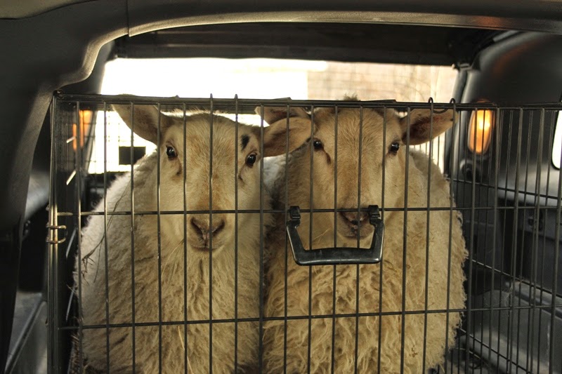 2014 | Gypsy Farmgirl