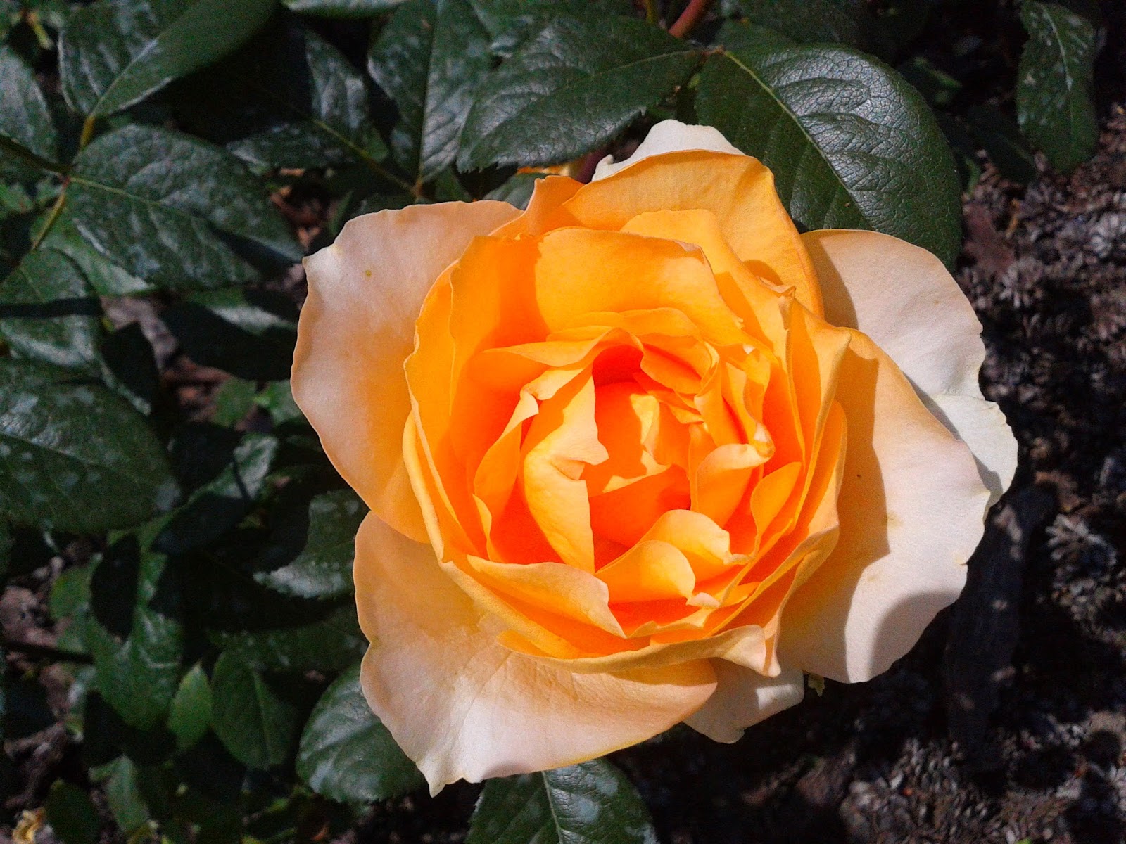 Ranczo Elma: Róża (Rosa) Casanova