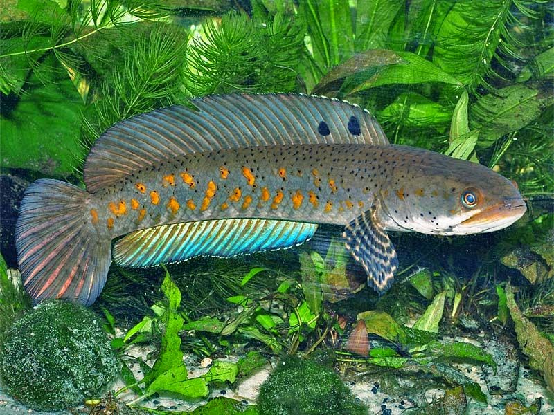 Mahamaya Hiko: Jenis jenis snakehead fish (Channidae family)