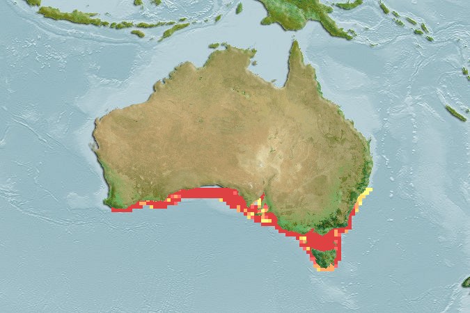 Artes de Pesca: VAMOS A PESCAR DIPTURUS