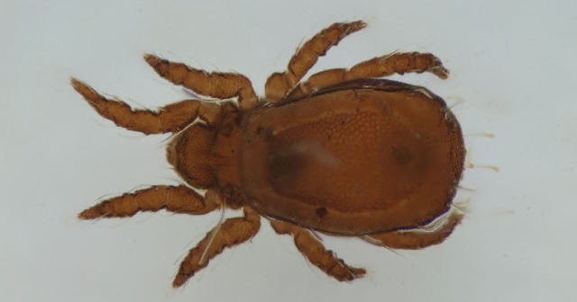 Variety of Life: Nothridae