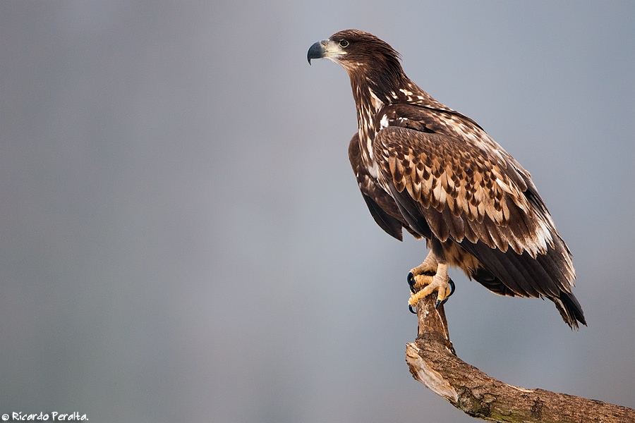 Ricardo Peralta. Fotógrafo de Naturaleza: Fotografiando en Polonia al ...