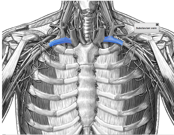 Vena subclavia