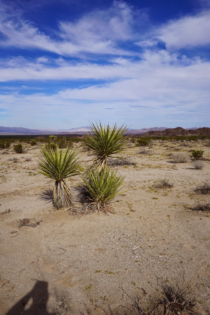 CSUS Praktikum: San Diego - Tijuana Mexiko - Joshua Tree National Park