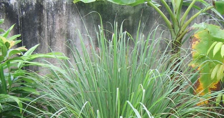 Capim Cidrão (Cymbopogon Citratus)