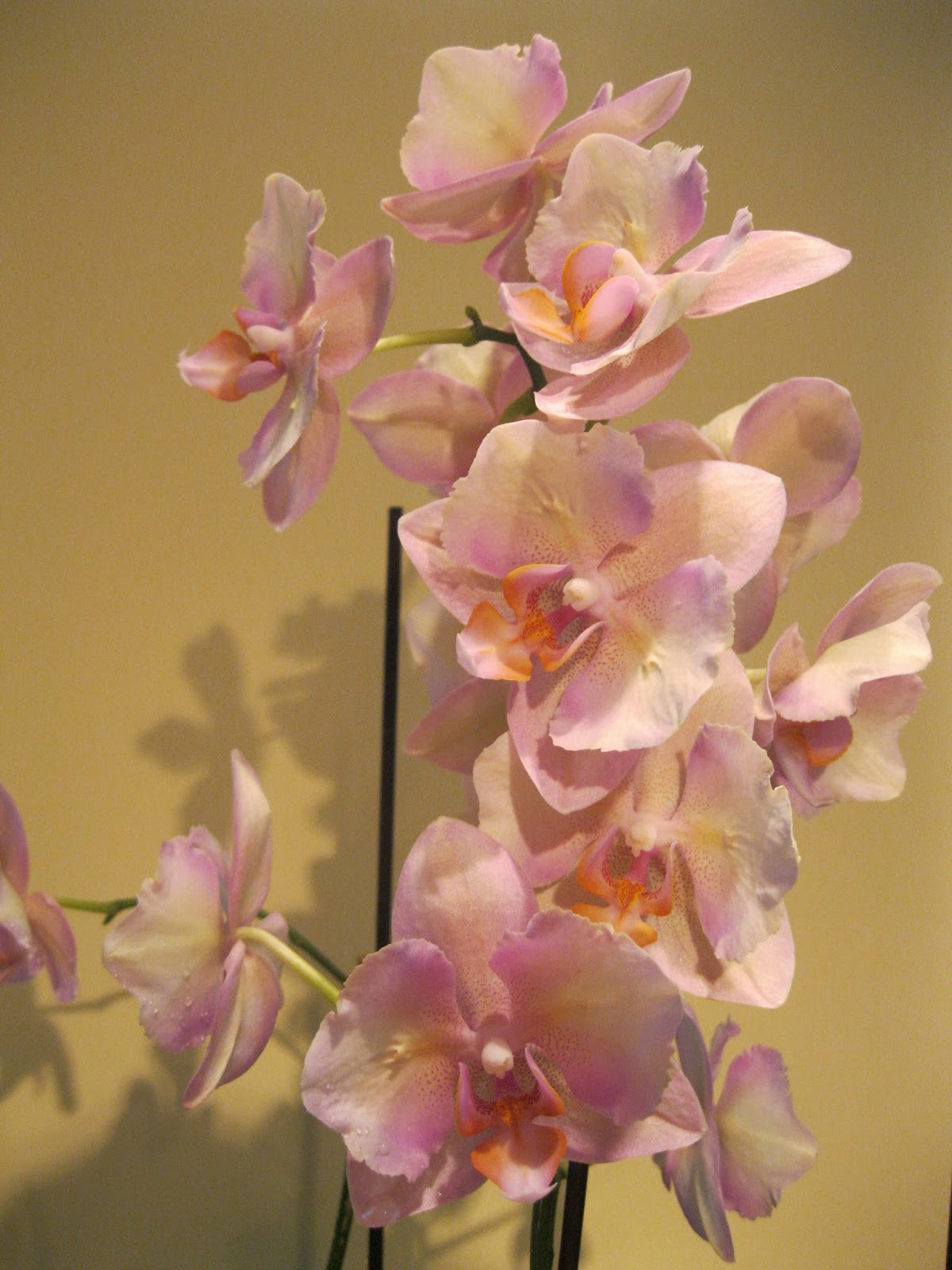 Florile lui Deni: Phalaenopsis Legato, cu cincisprezece bobocei, sosita ...