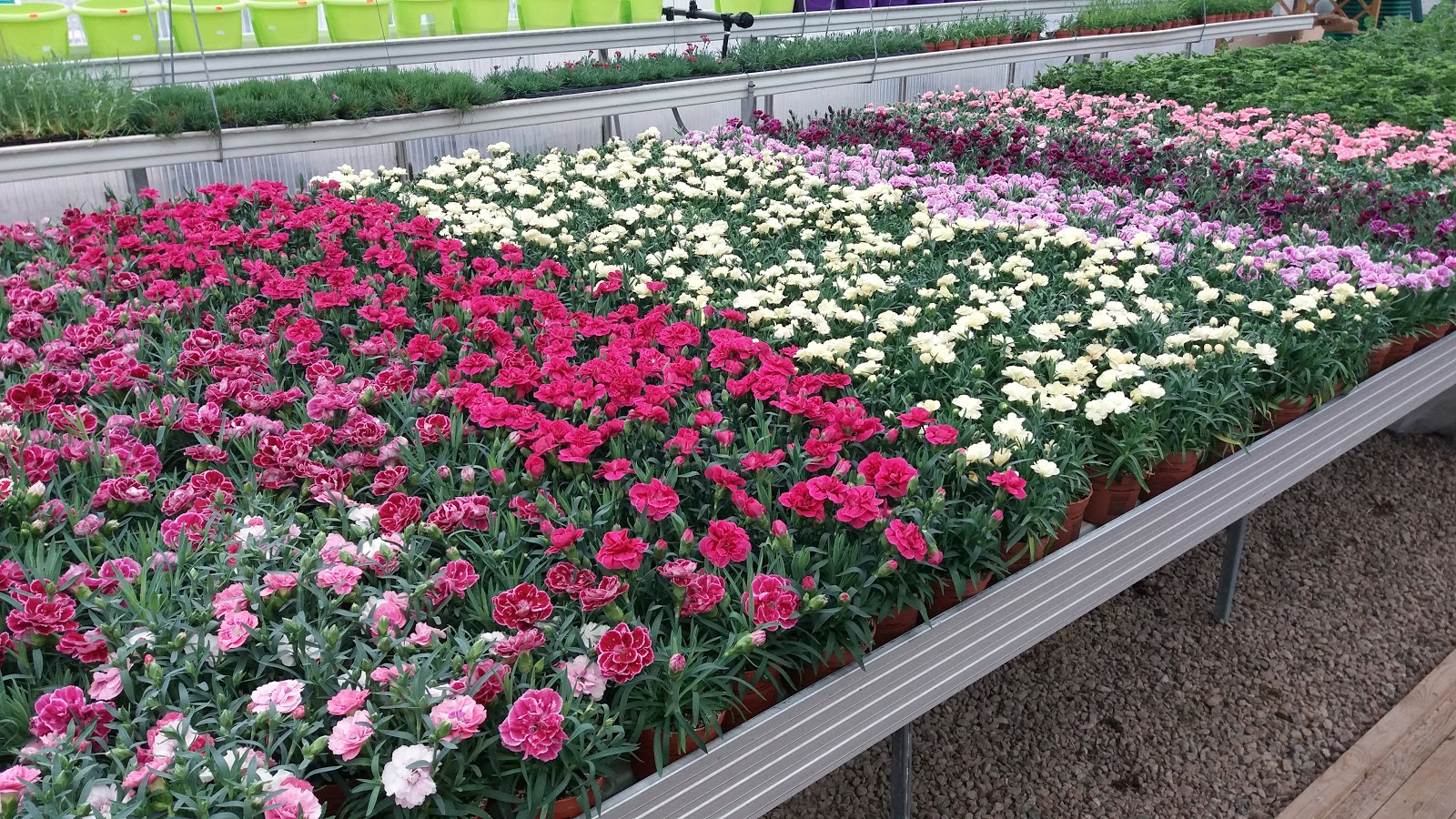 Maatiaiskanasen Elämää: Kasvulava-kasvimaa ja oksista tehdyt köynnöstuet