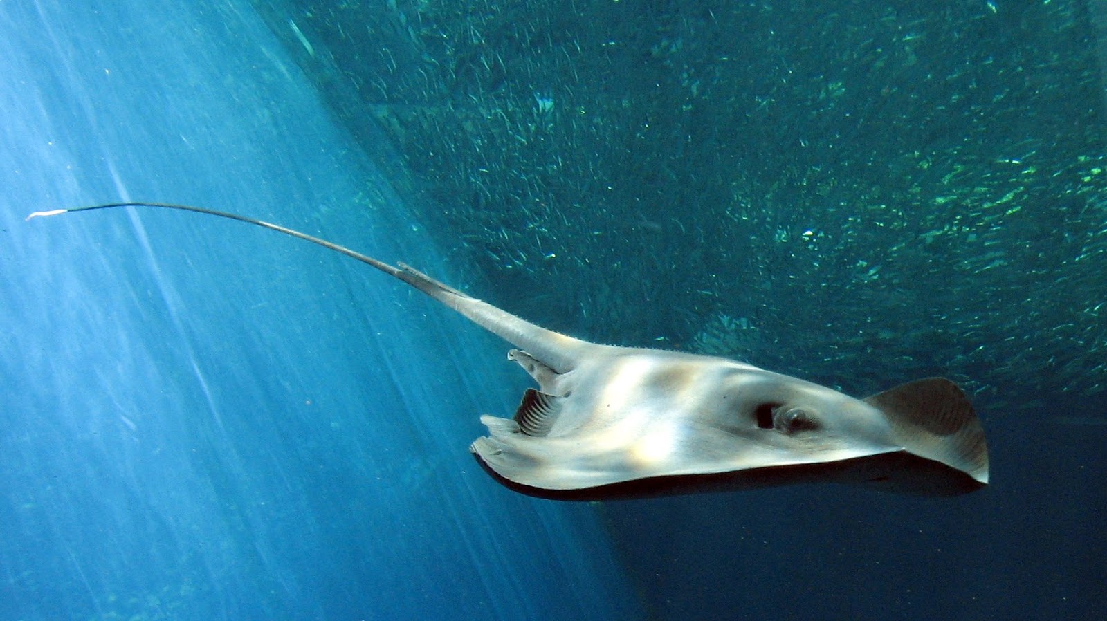 Real Monstrosities: Pelagic Stingray