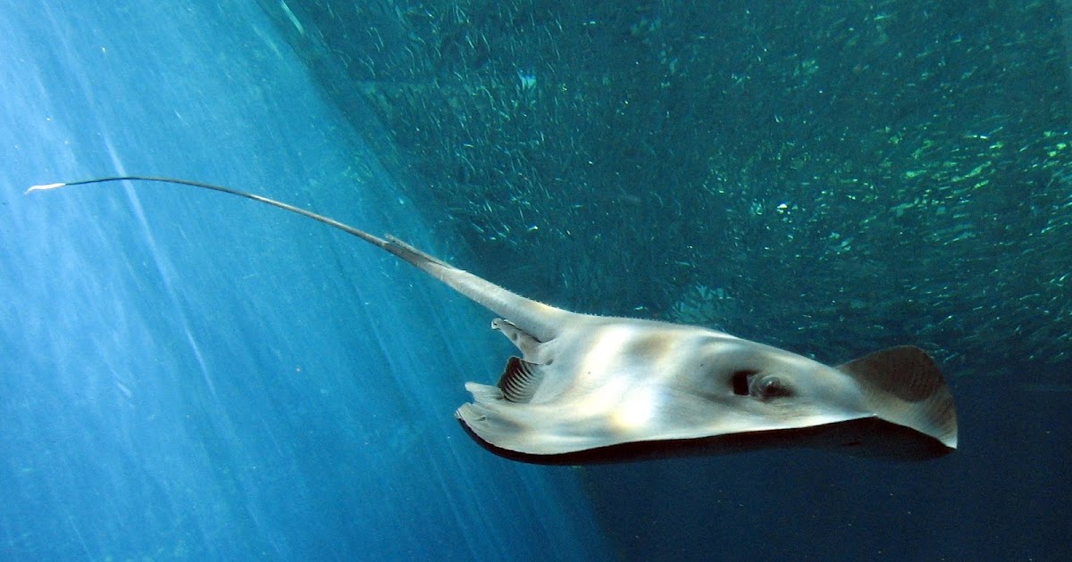 Real Monstrosities: Pelagic Stingray