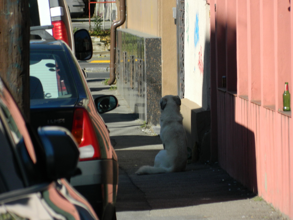 LA MULTI ANI, ROMANIA!: Caine vagabond pe strada Samuil Vulcan