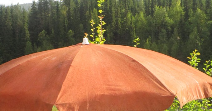 Gör egen kombucha! Scoby svamp till salu, skickas med vanlig post på 1 ...