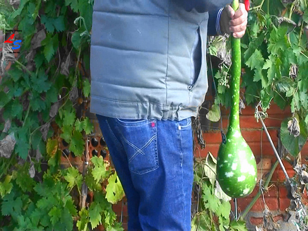 Huerto Urbano Luis Servia Borgas: RECOLECCIÓN CALABAZAS DEL PEREGRINO ...