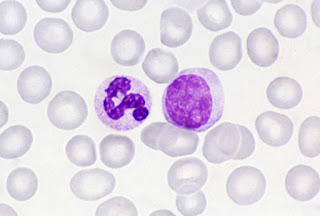 Fichero: SERIE BLANCA