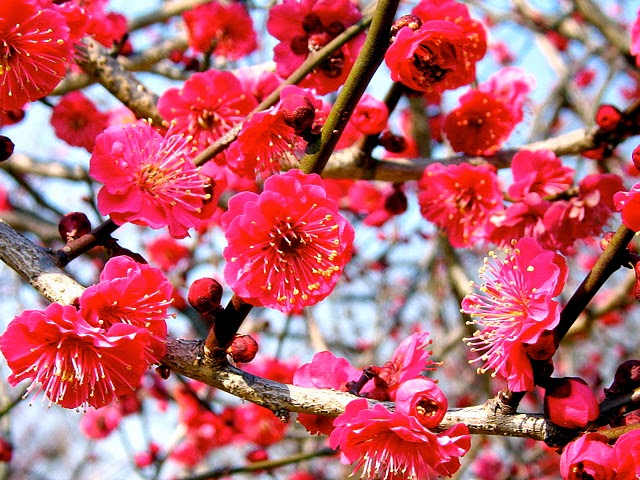 Hanafuda Hub!: September 2013