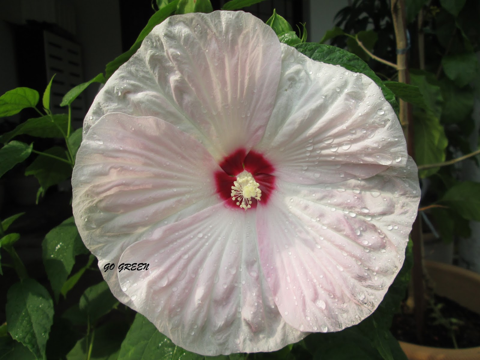 GoGreen Travel: Bunga Raya / Hibiscus