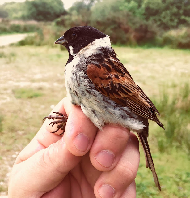 Chough Junior Birders: Learning To Ring Birds