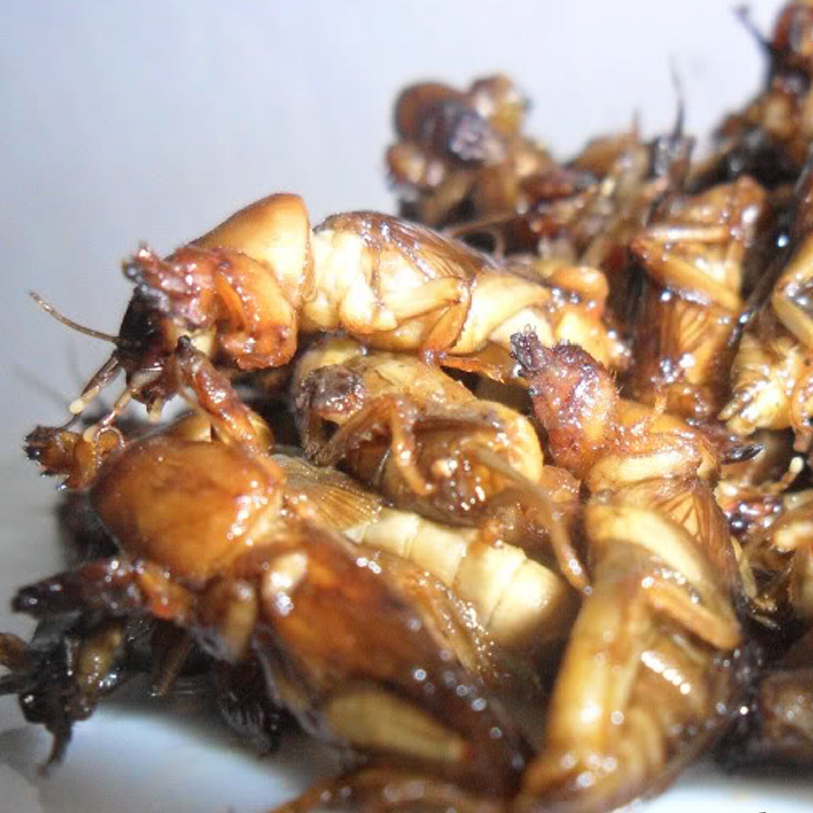 Adobong Kamaru | Pinasgram: Capturing the Philippines in Photographs