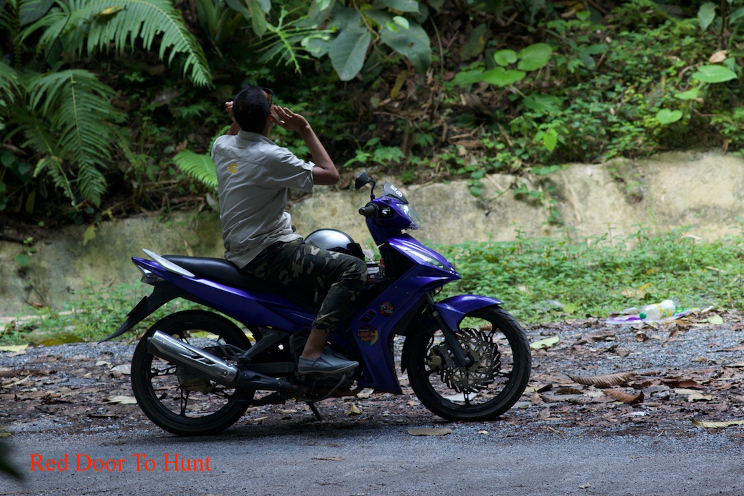 RED Door To Hunt: Beruk Kentoi~Macaca arctoides~Stump tailed Macaque