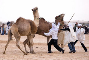 Funny Pics: Camel Fighting Pics