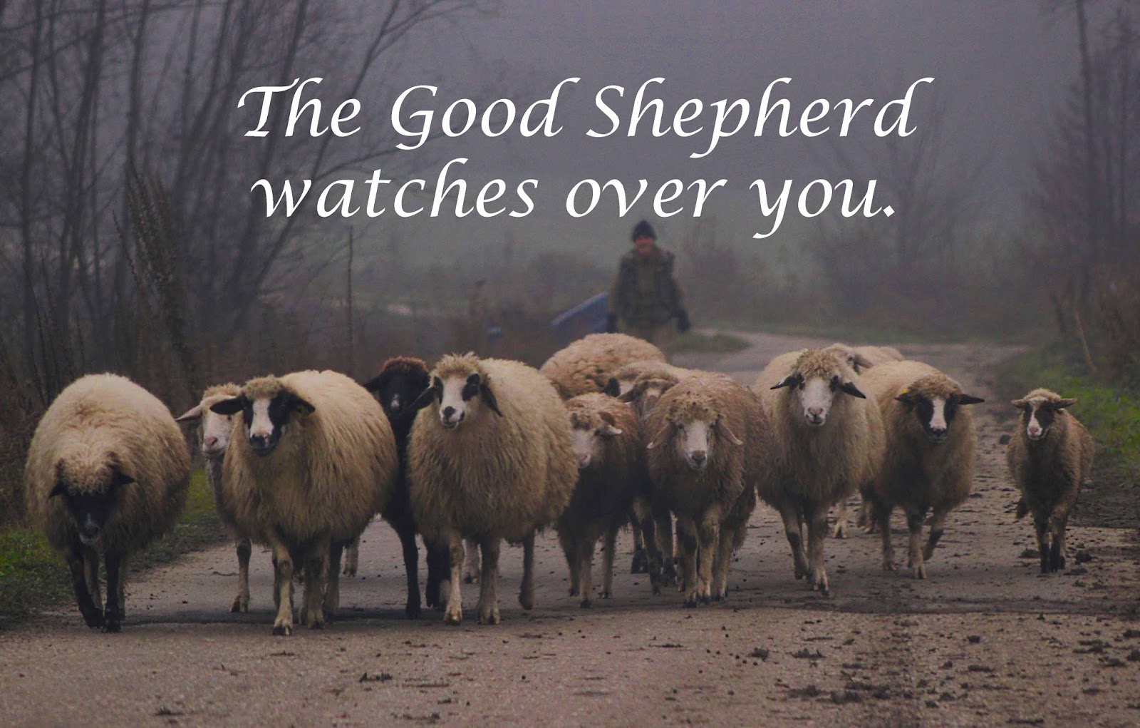 Live Life: Good Shepherd