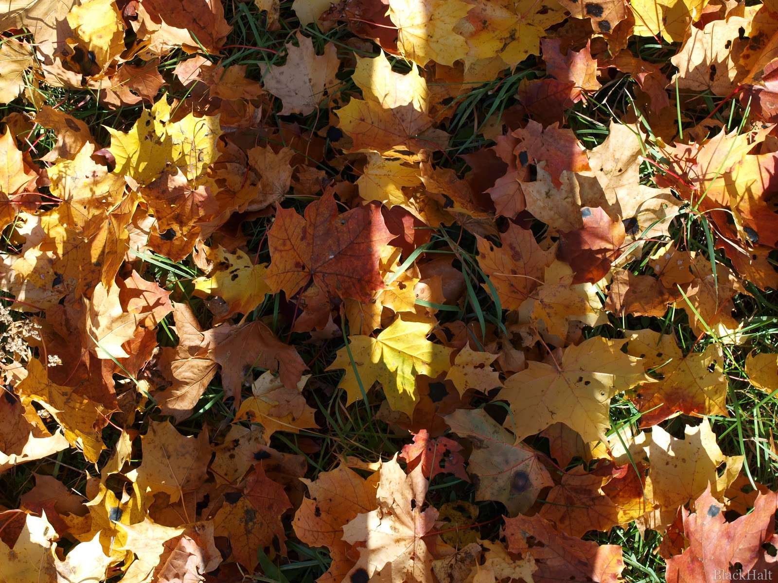 Rudens kļavu lapas Ⅱ - PhotoBlogSite