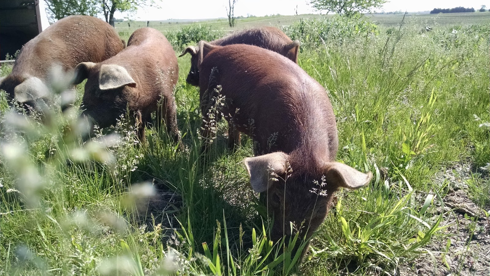 The Poor Farm: The Red Wattle Returneth
