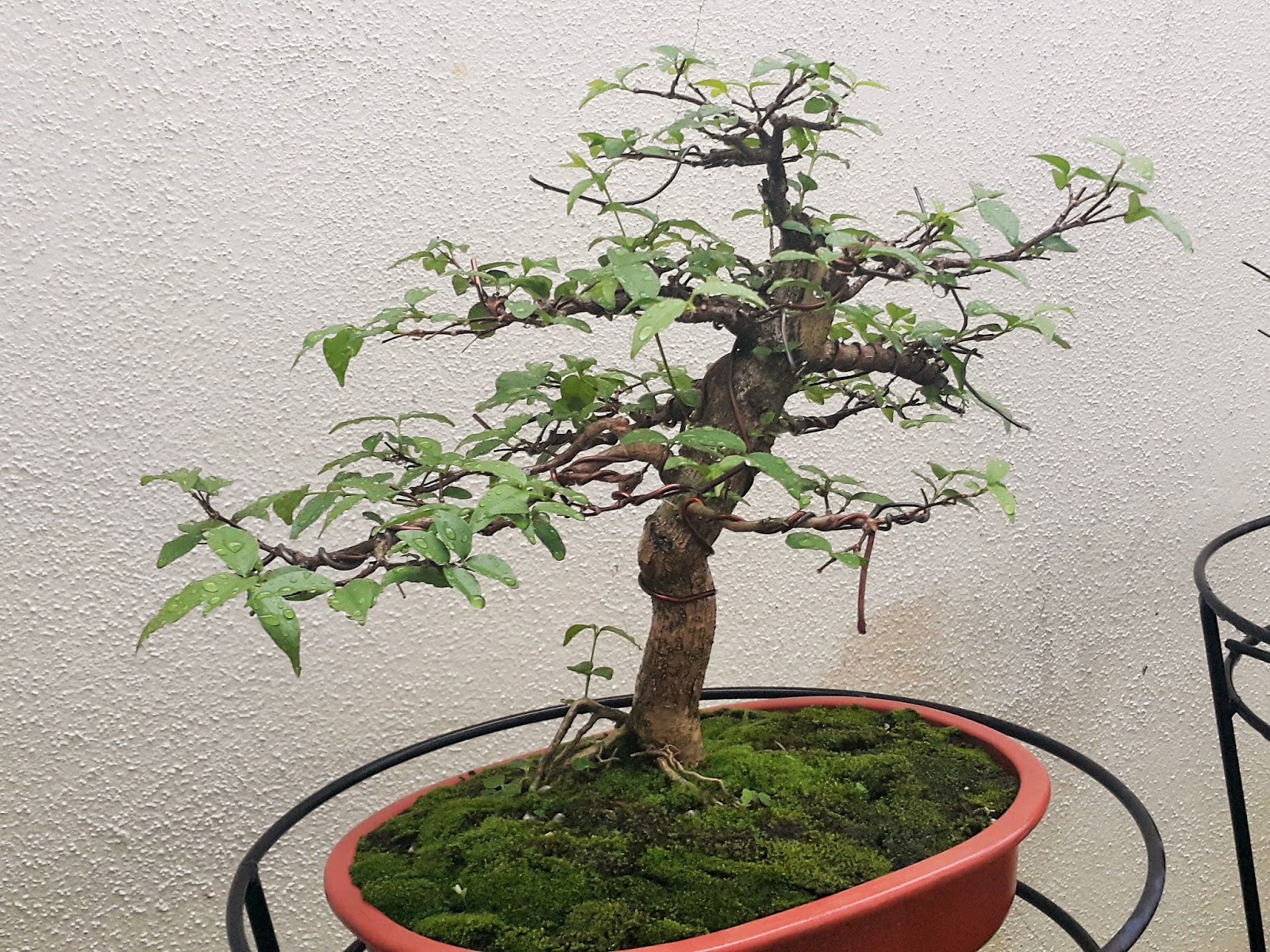 blog of amir rofie: Bonsai: Kemaskini Santalia1 (Sep 2017)