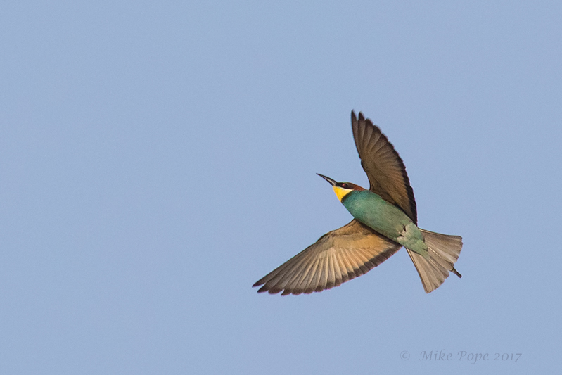 Kuwait Birding: Harbour birds